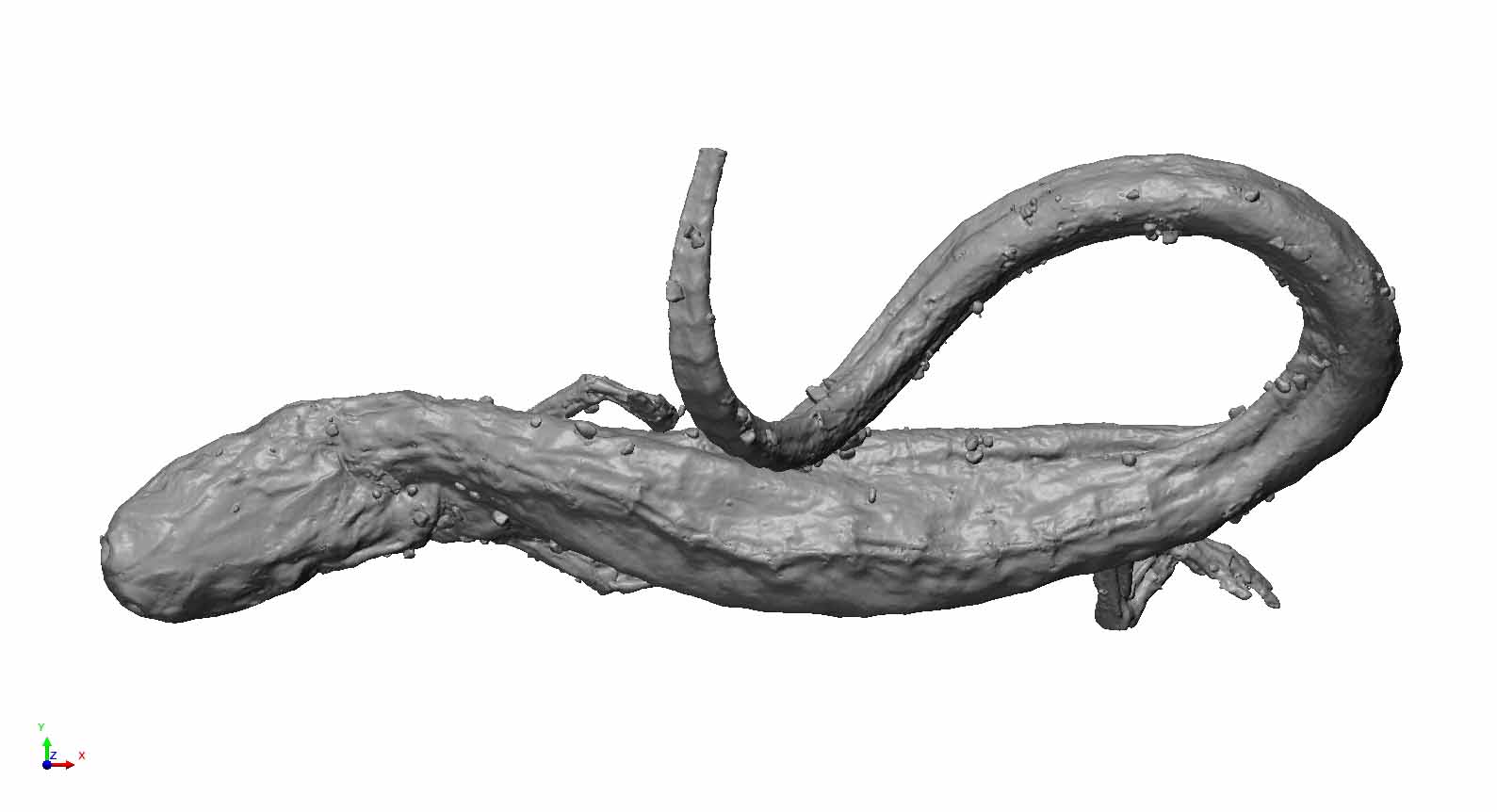 Virtual Zoo: Red-backed Salamander - Haven Metrology