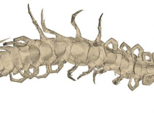 Virtual Zoo - Centipede - Haven Metrology