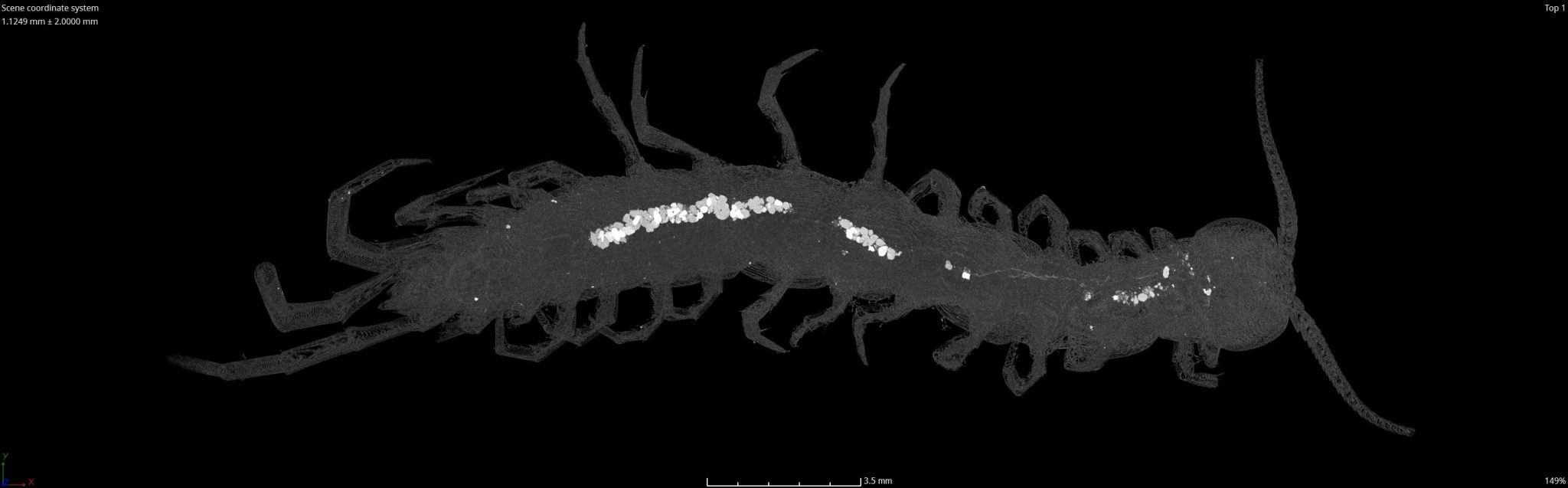 Virtual Zoo - Centipede - Haven Metrology