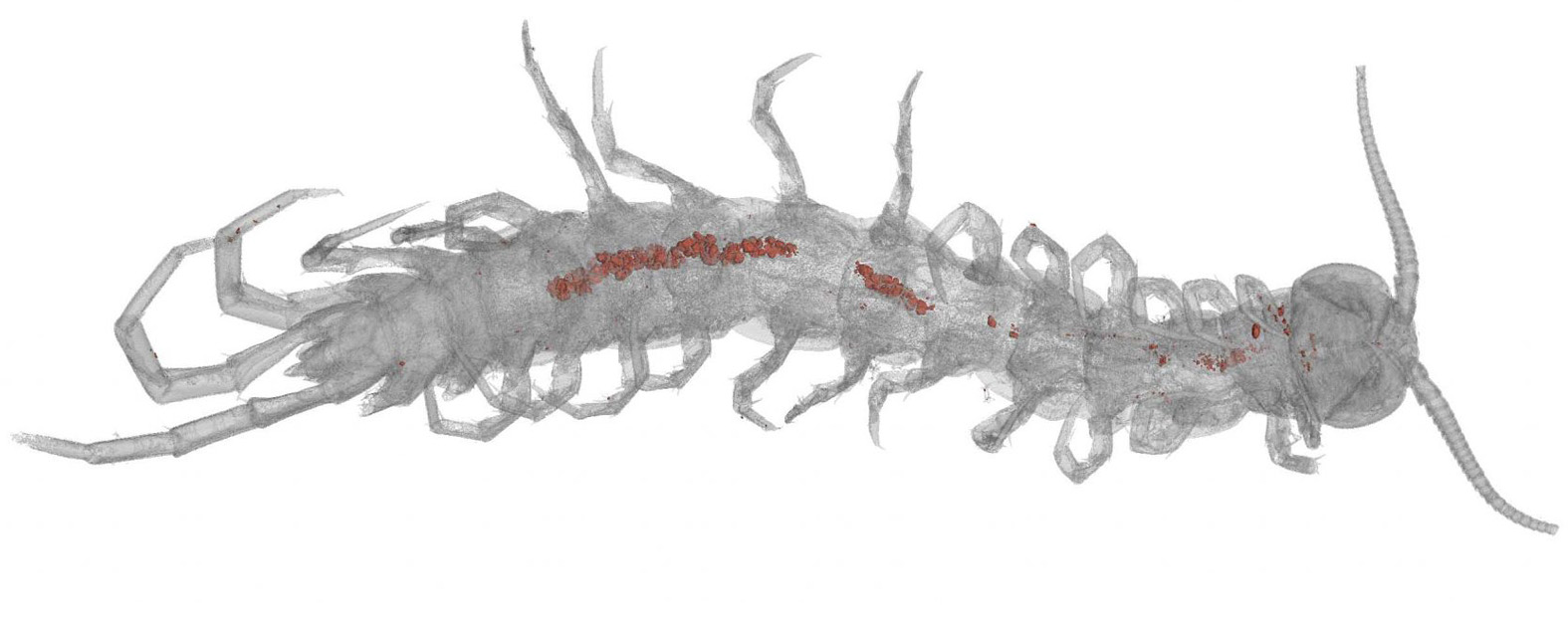 centipede - Haven Metrology